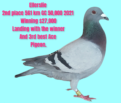 Stock Birds | Northern Gold Coast | Hudson Lofts